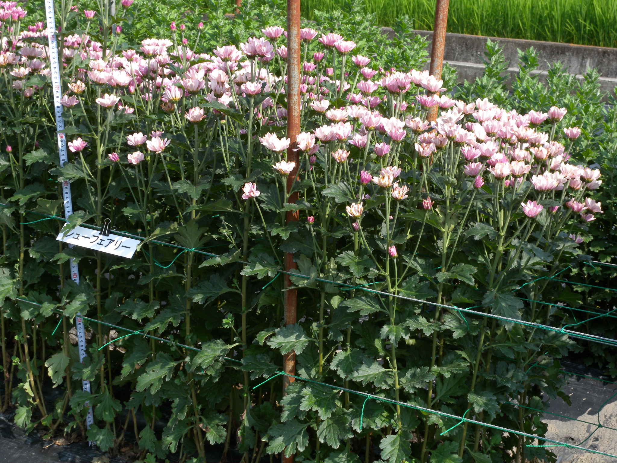 品種登録迅速化総合電子化システム