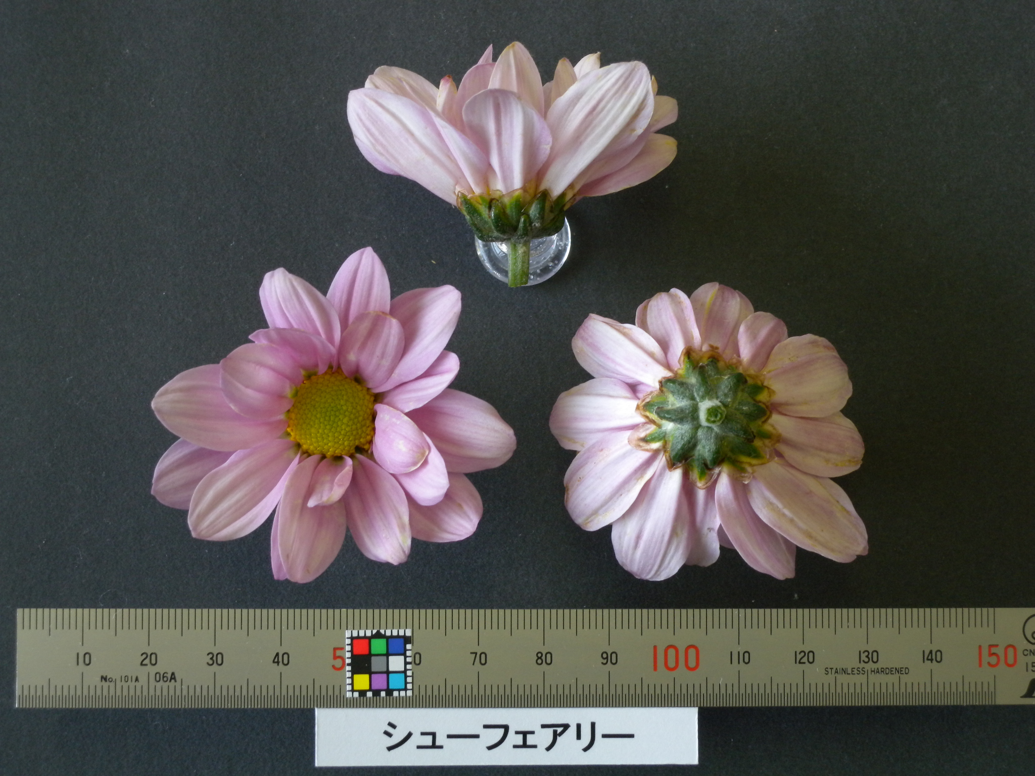 品種登録迅速化総合電子化システム