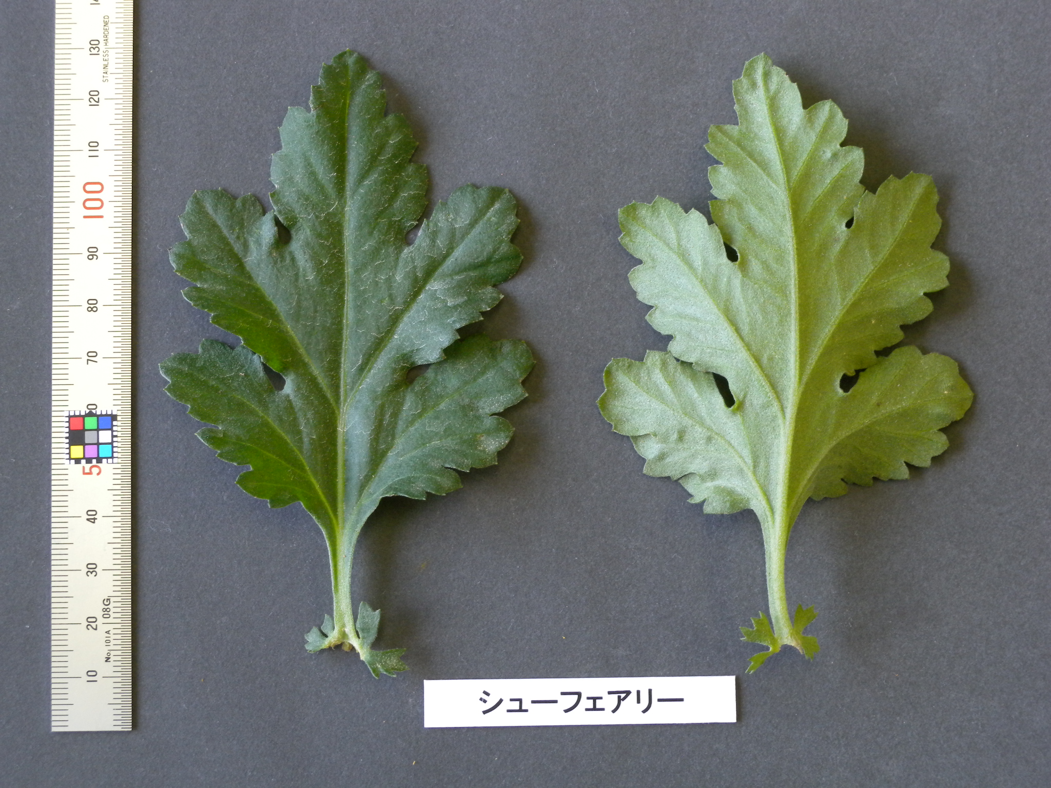 品種登録迅速化総合電子化システム