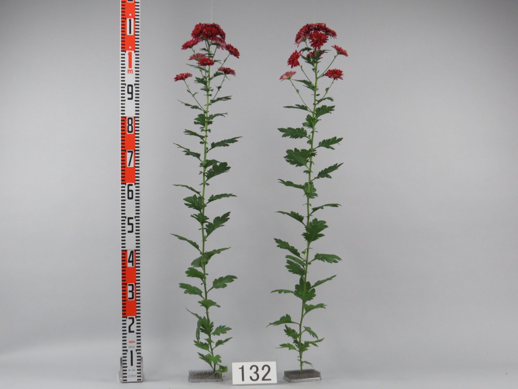 品種登録迅速化総合電子化システム