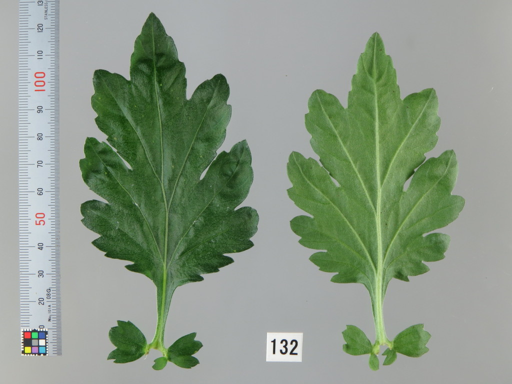 品種登録迅速化総合電子化システム