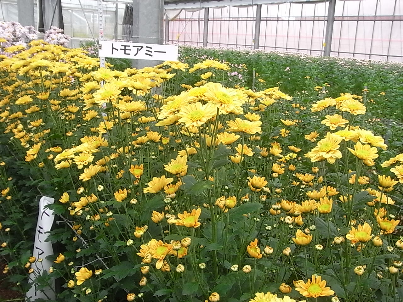 品種登録迅速化総合電子化システム