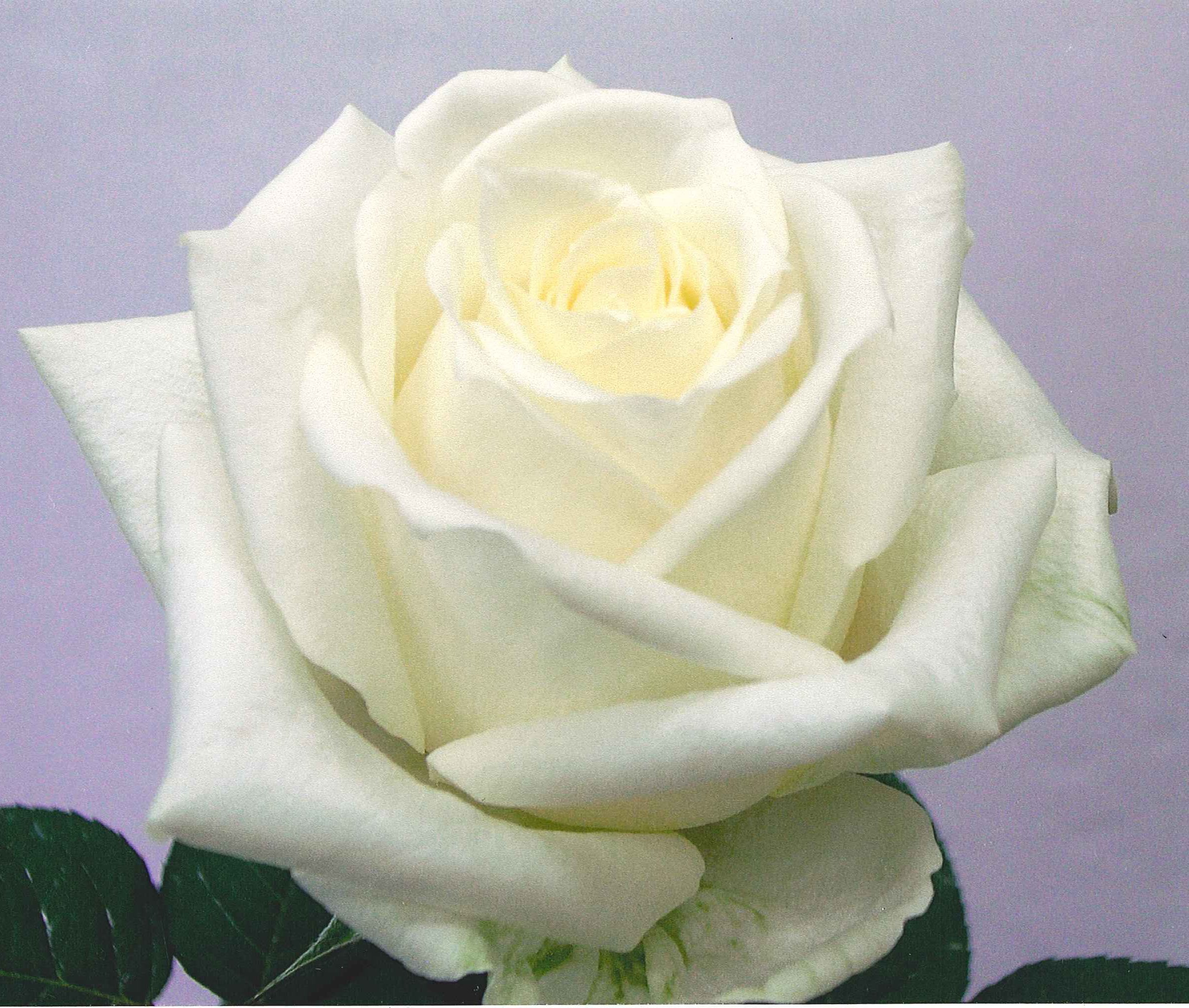 品種登録迅速化総合電子化システム