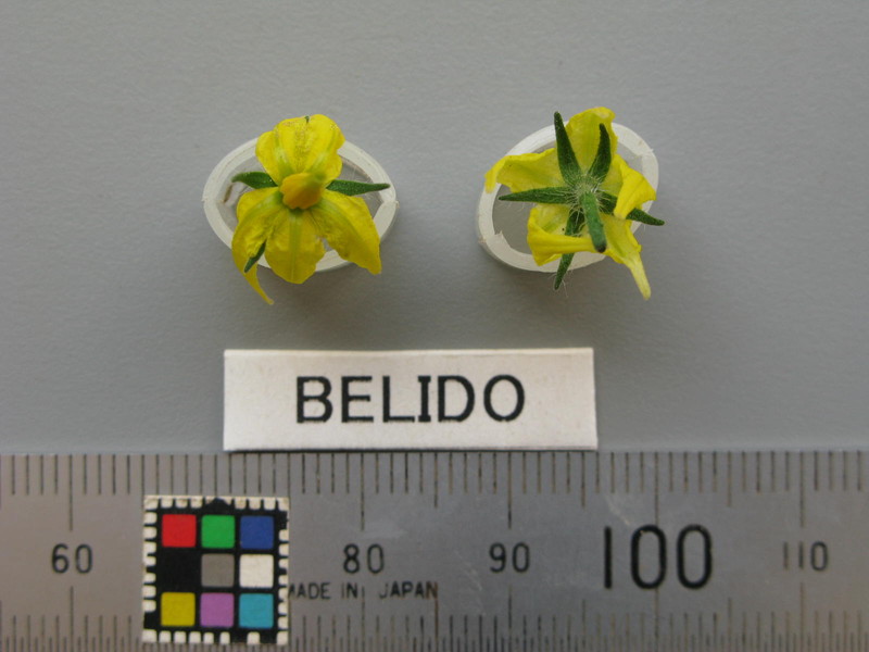 品種登録迅速化総合電子化システム