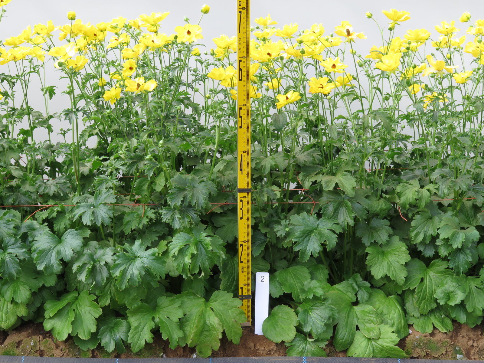 品種登録迅速化総合電子化システム