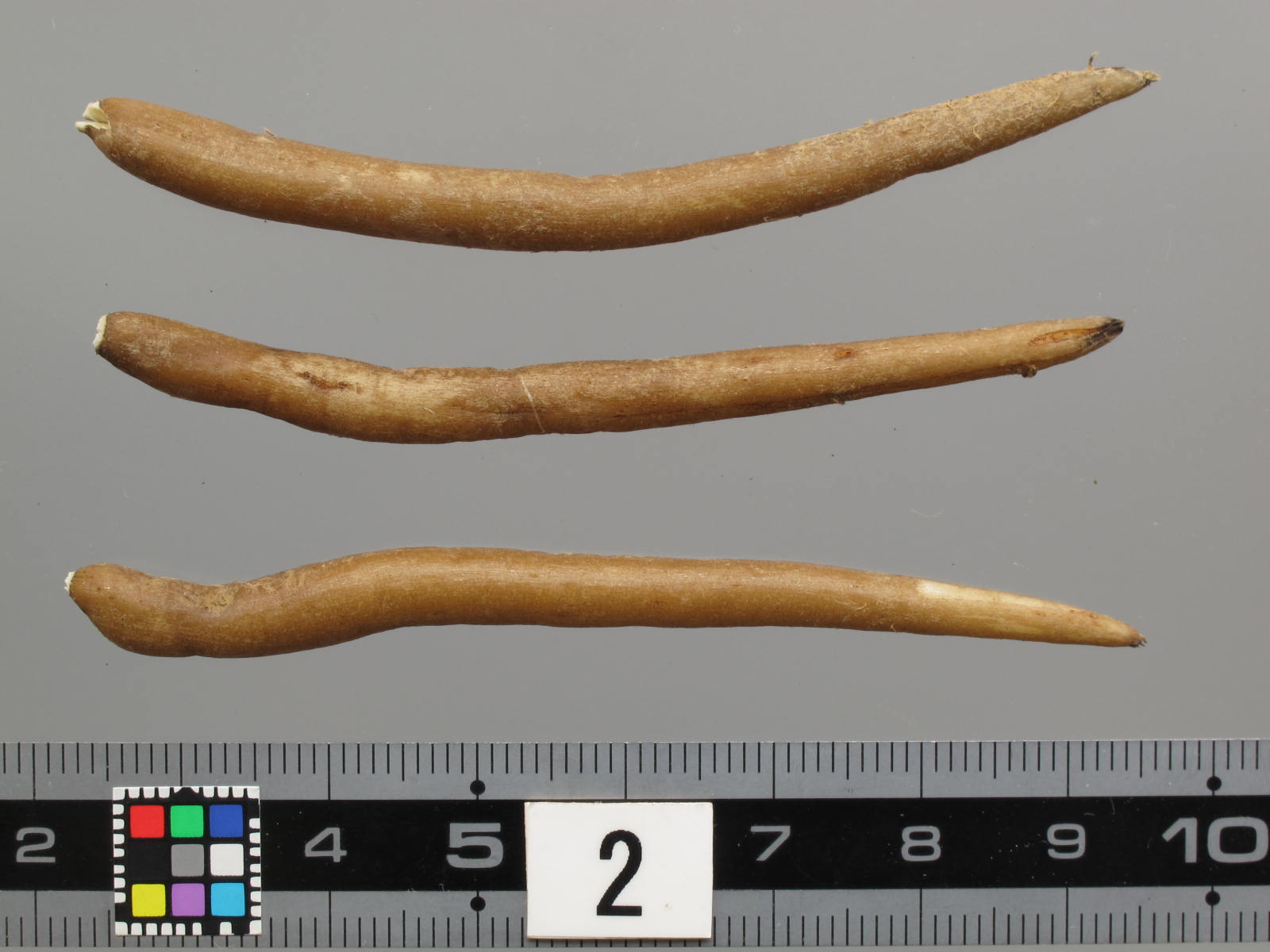 品種登録迅速化総合電子化システム