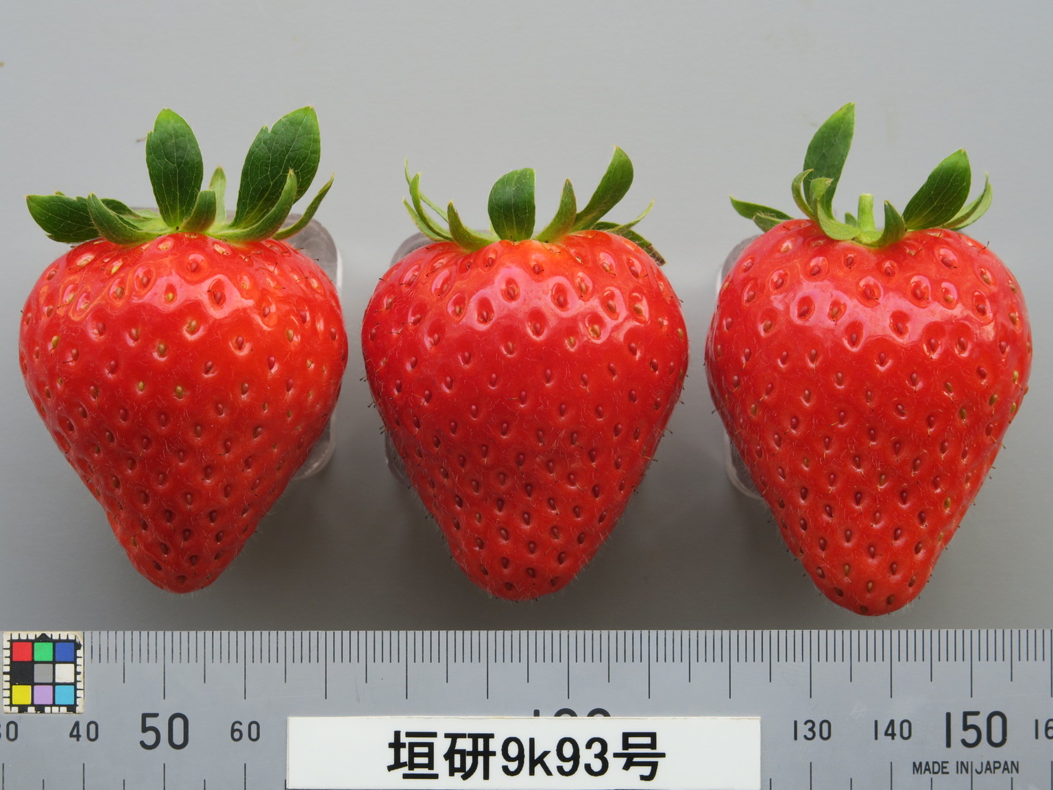 品種登録迅速化総合電子化システム
