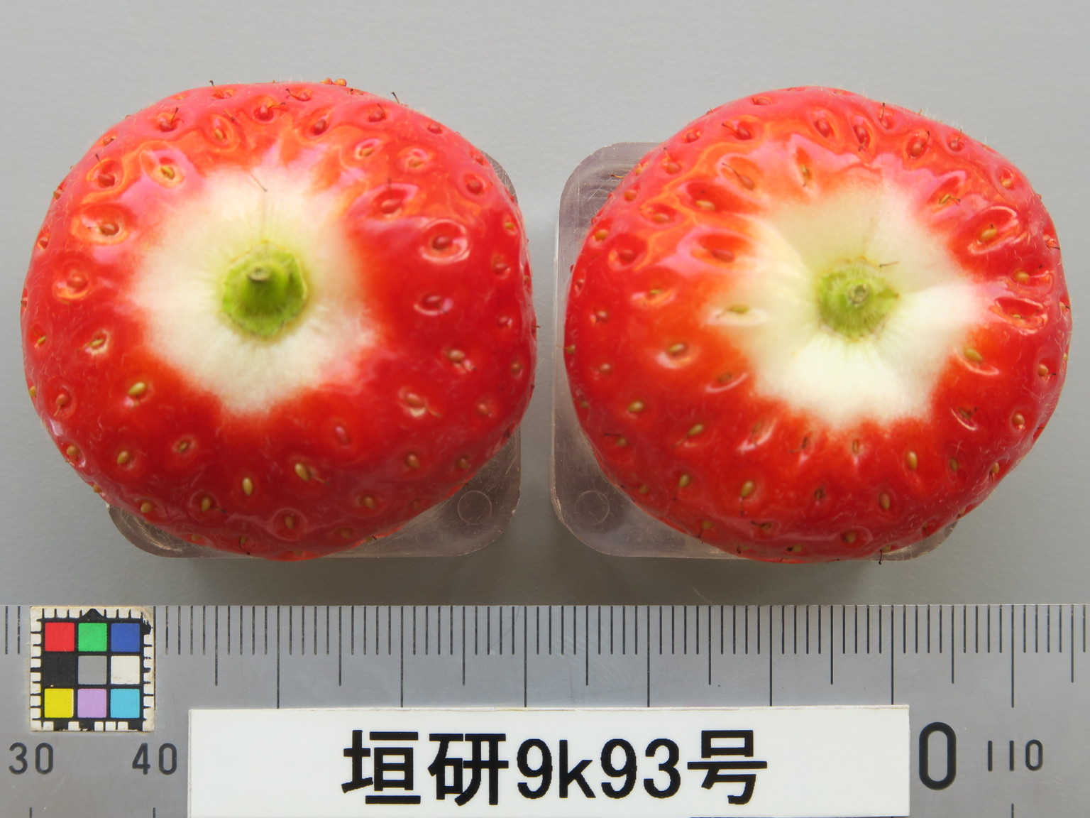 品種登録迅速化総合電子化システム