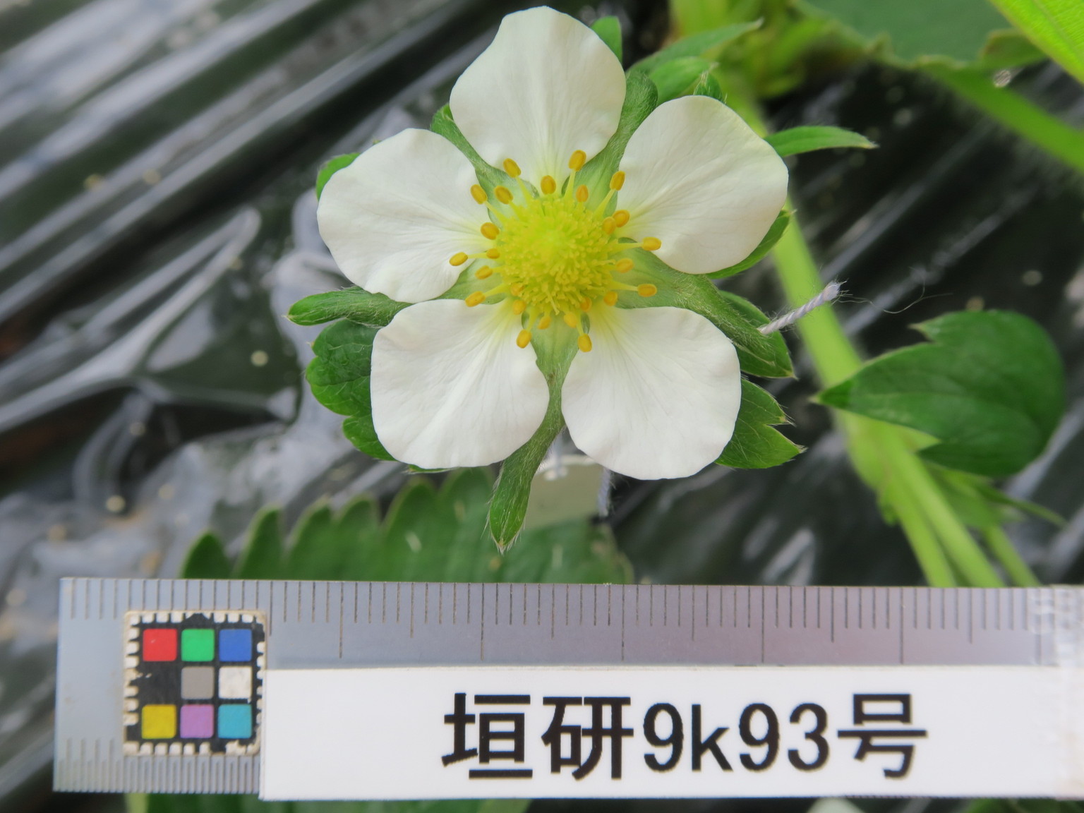 品種登録迅速化総合電子化システム