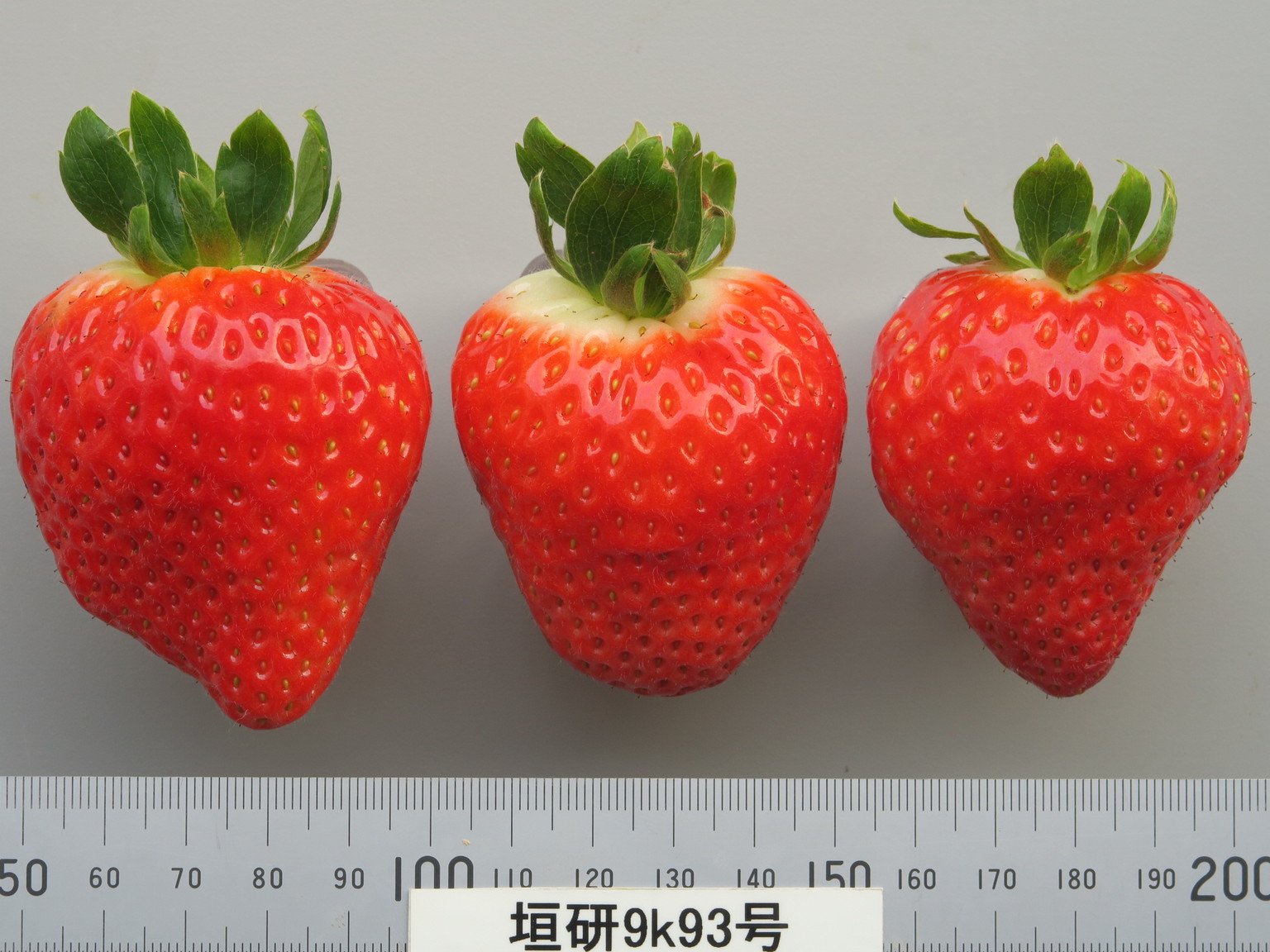 品種登録迅速化総合電子化システム