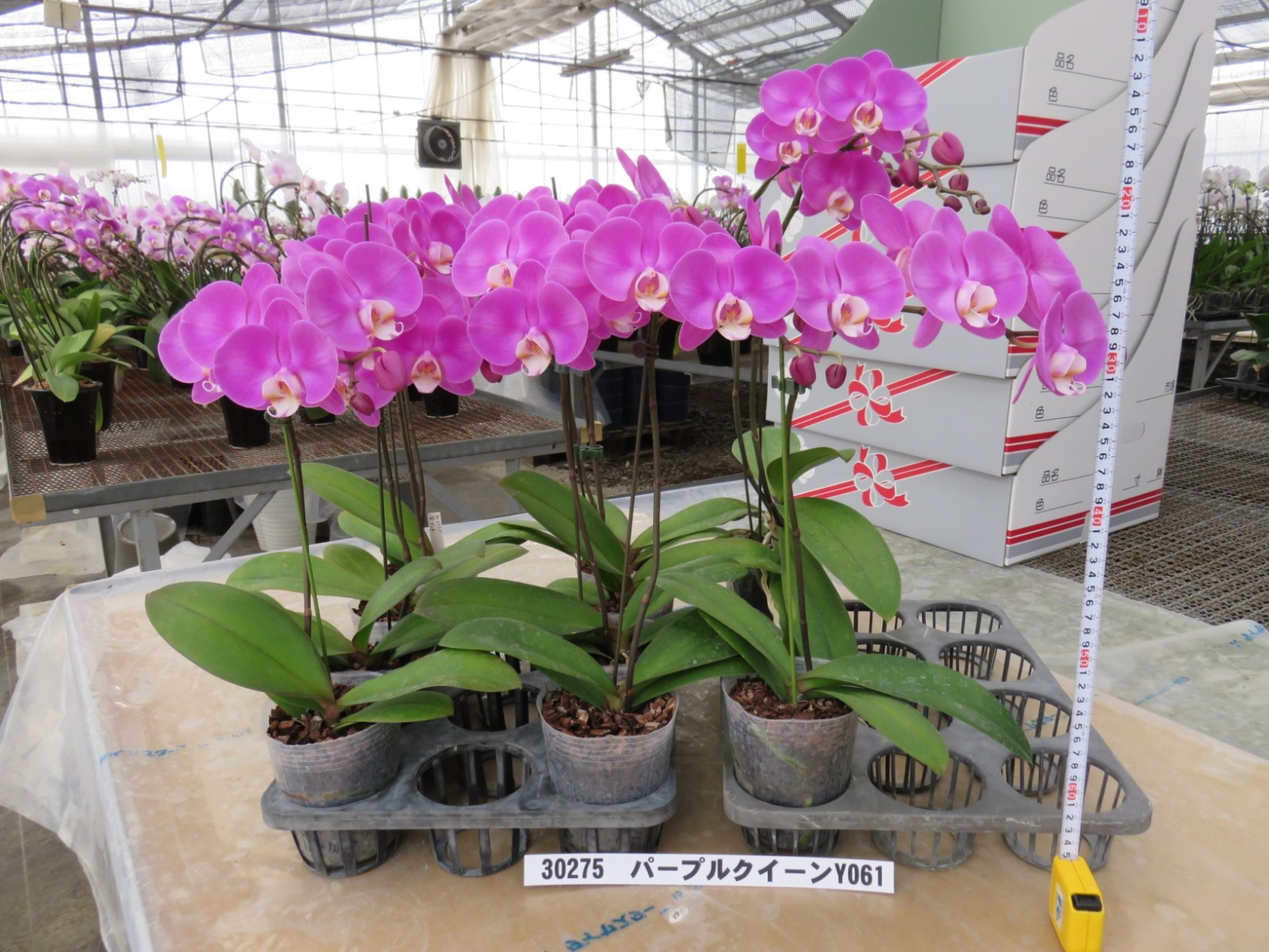 品種登録迅速化総合電子化システム