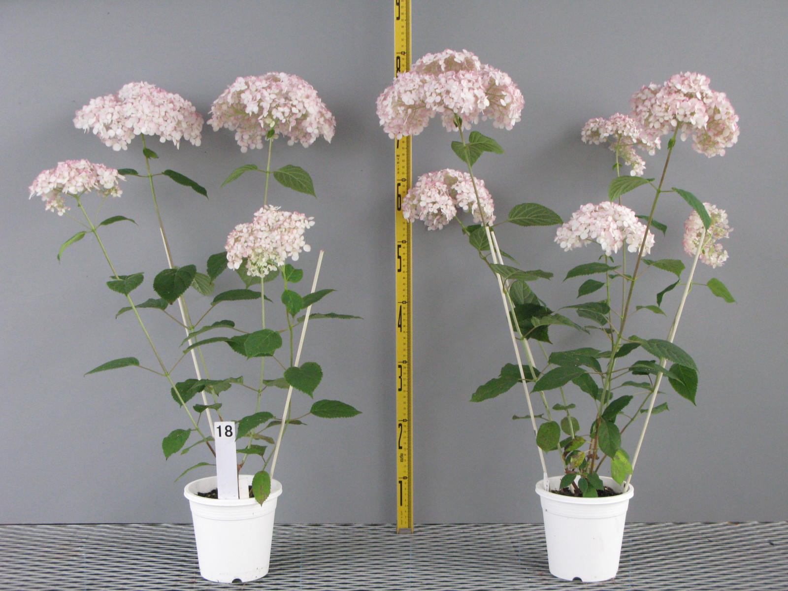 品種登録迅速化総合電子化システム