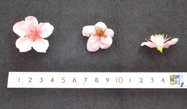 品種登録迅速化総合電子化システム