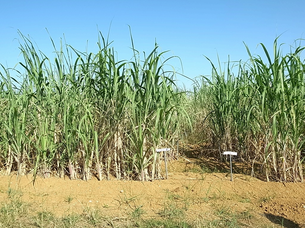 品種登録迅速化総合電子化システム