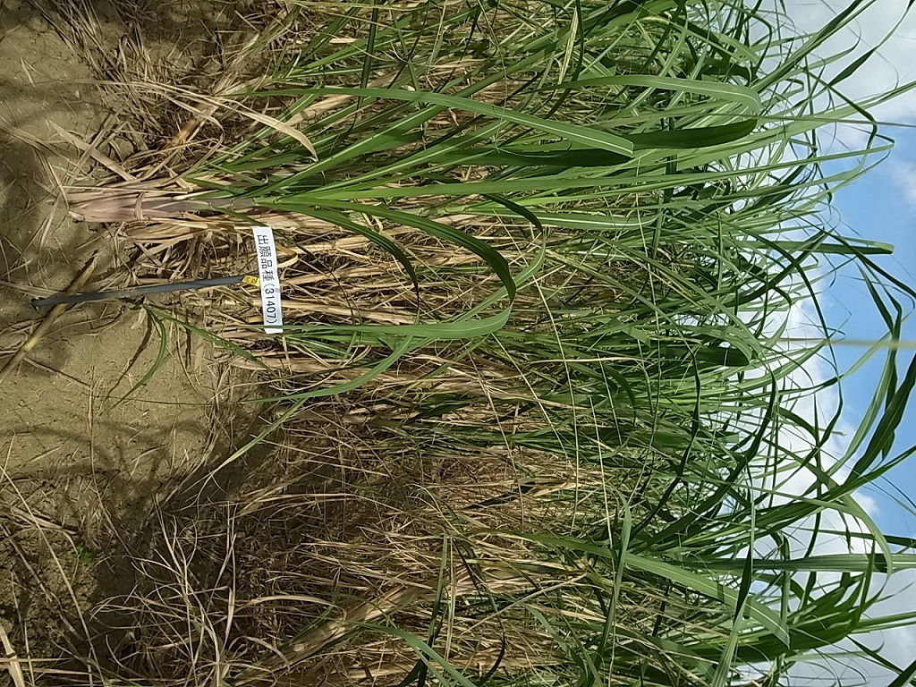 品種登録迅速化総合電子化システム