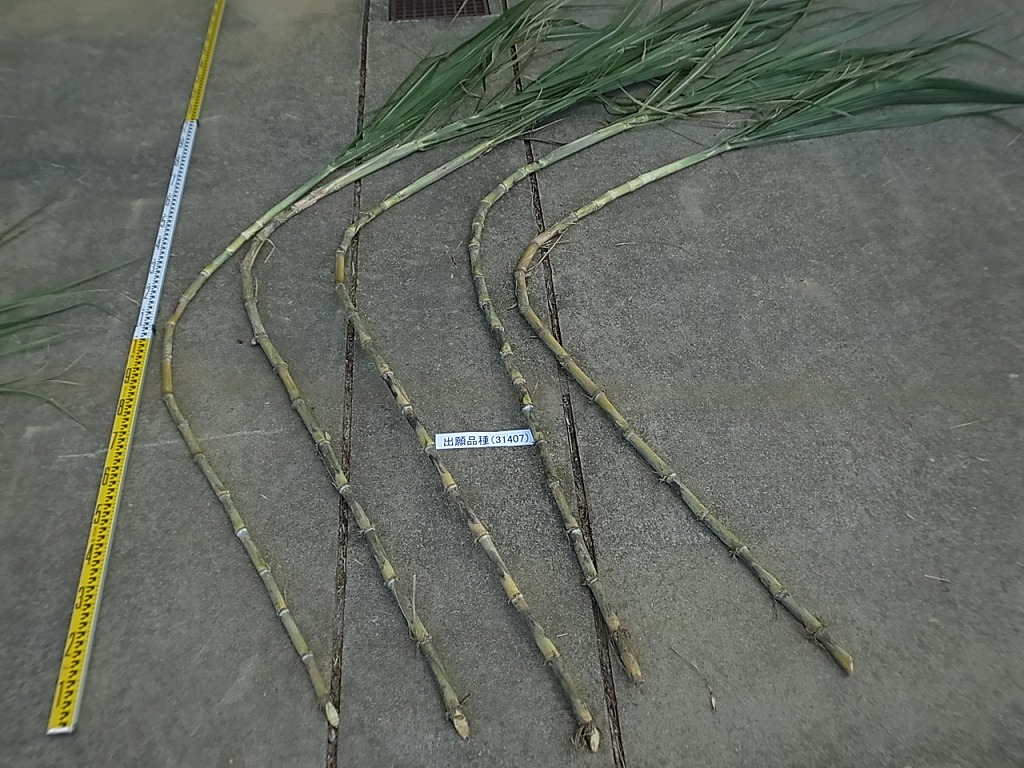 品種登録迅速化総合電子化システム