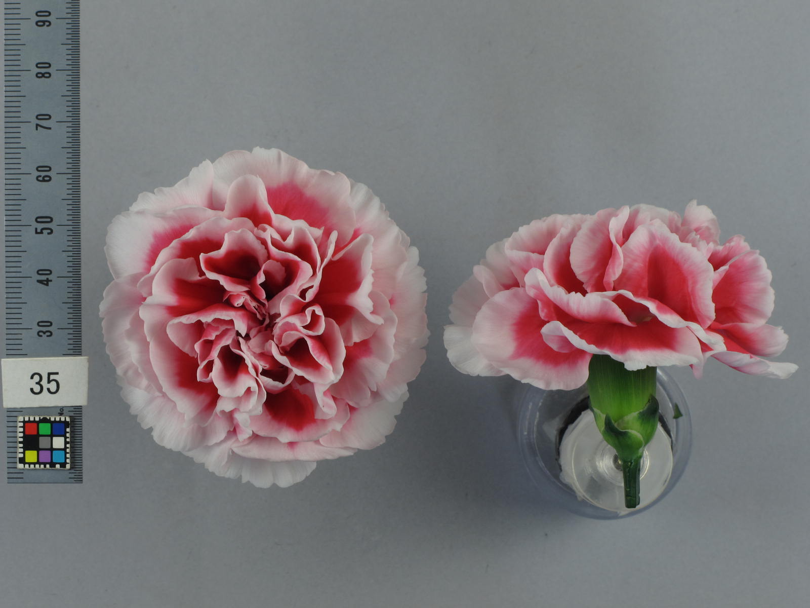 品種登録迅速化総合電子化システム