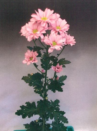 品種登録迅速化総合電子化システム