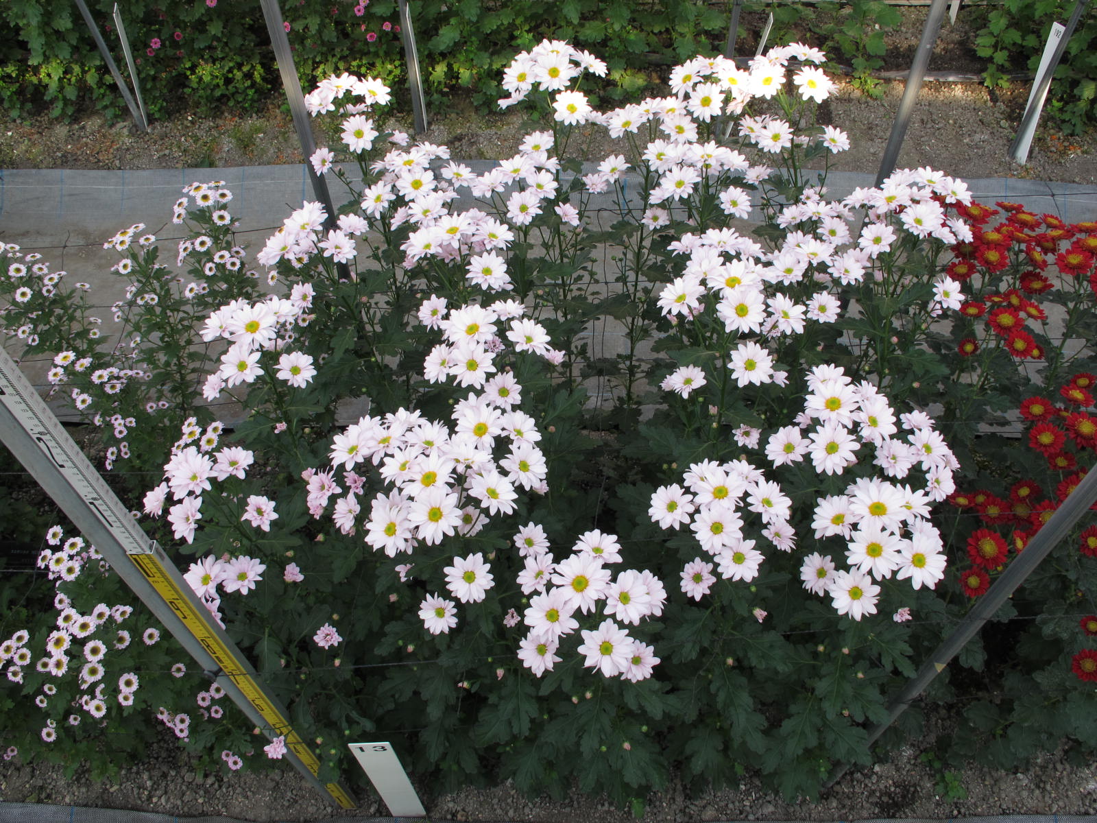 品種登録迅速化総合電子化システム