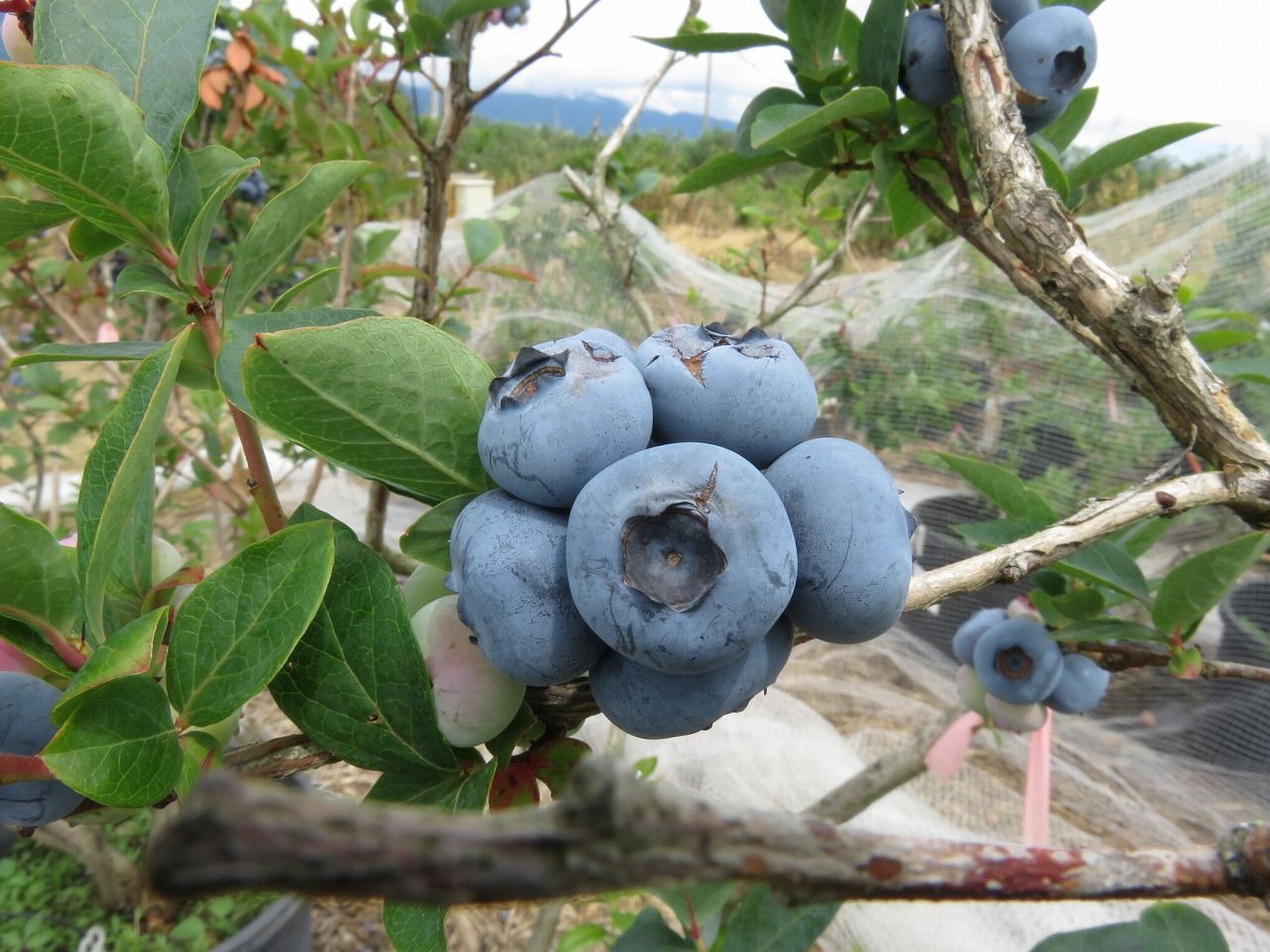 品種登録迅速化総合電子化システム