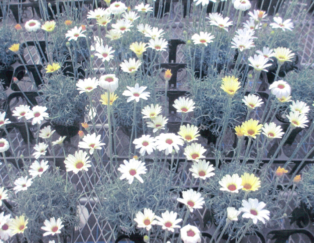 品種登録迅速化総合電子化システム