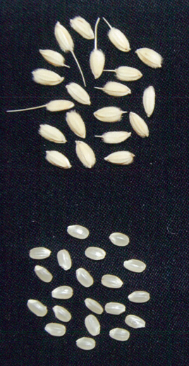 品種登録迅速化総合電子化システム