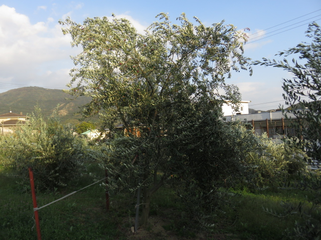 品種登録迅速化総合電子化システム