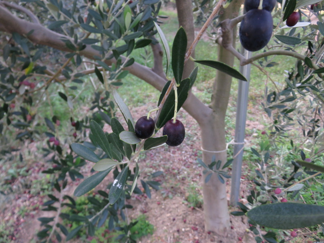 品種登録迅速化総合電子化システム