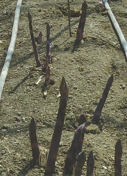 品種登録迅速化総合電子化システム