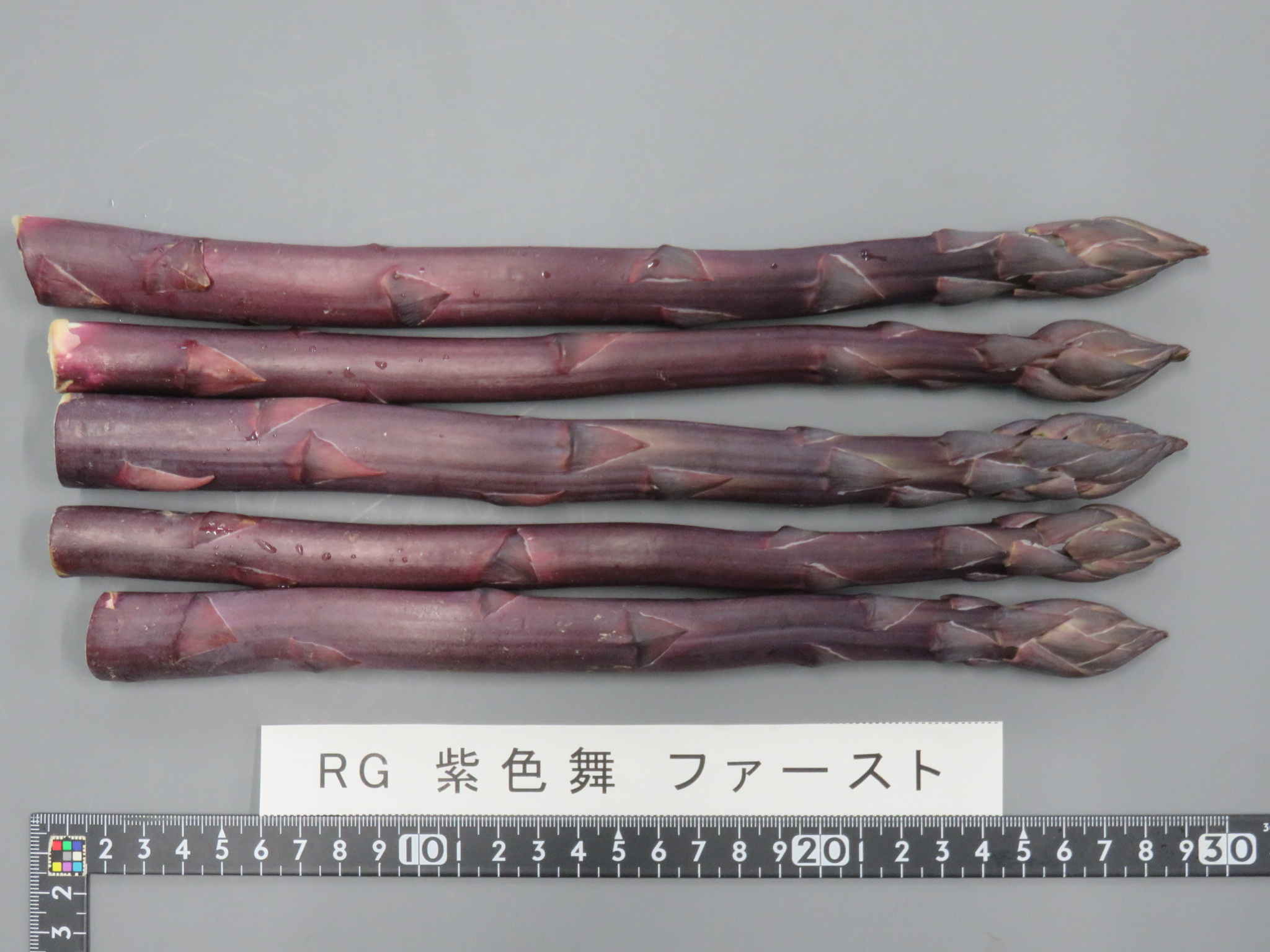 品種登録迅速化総合電子化システム