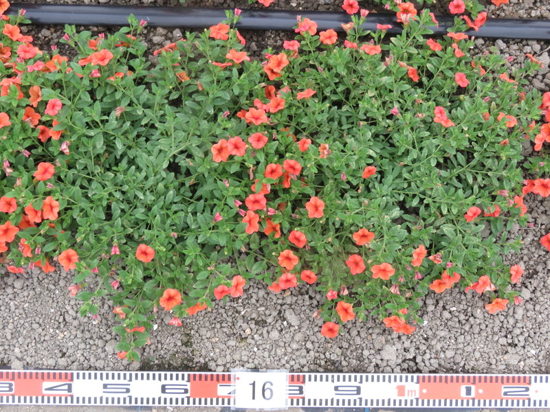 品種登録迅速化総合電子化システム