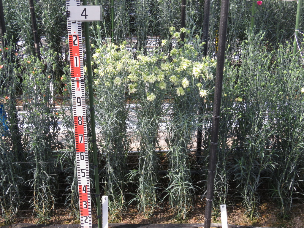 品種登録迅速化総合電子化システム