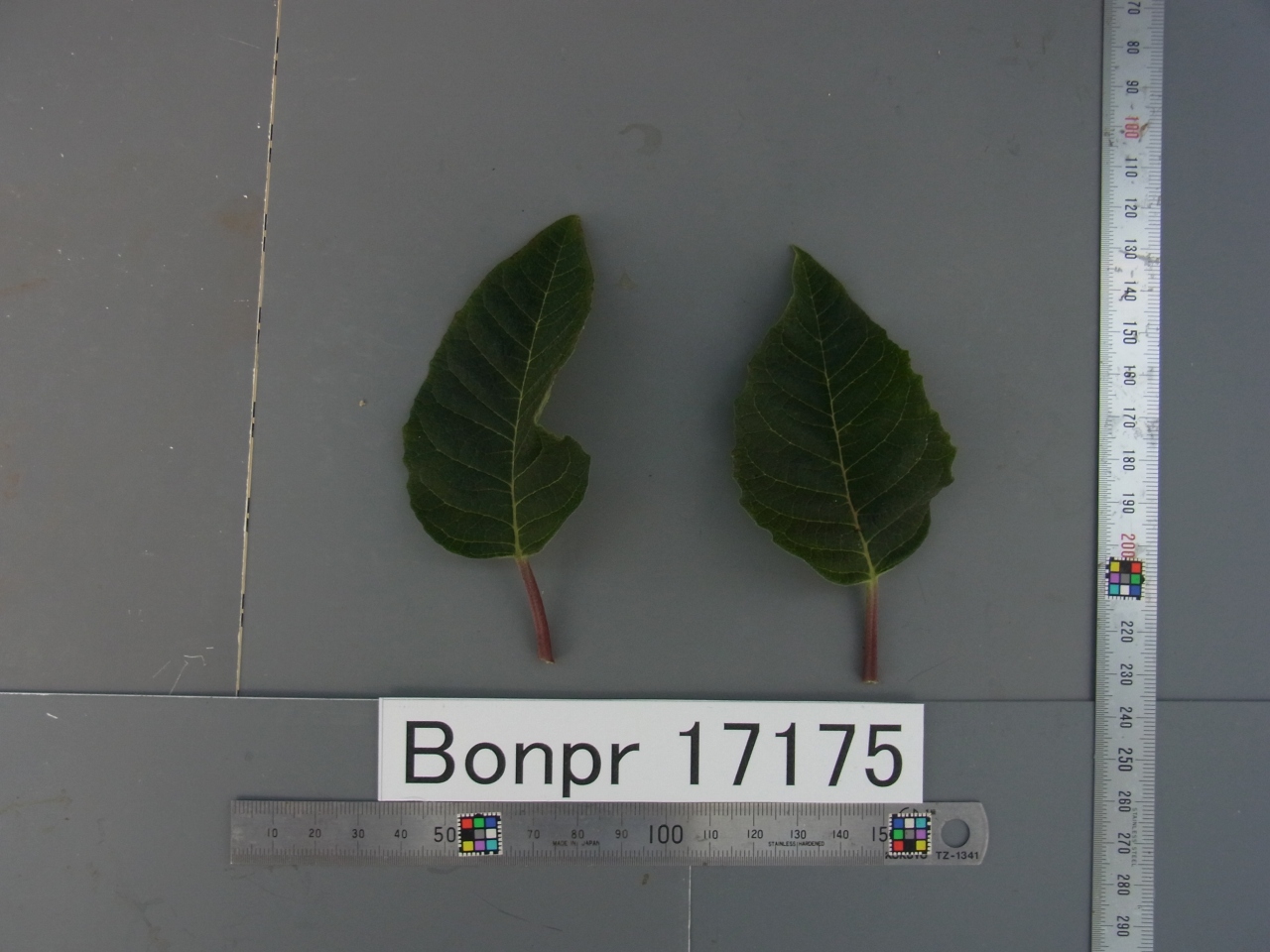 品種登録迅速化総合電子化システム