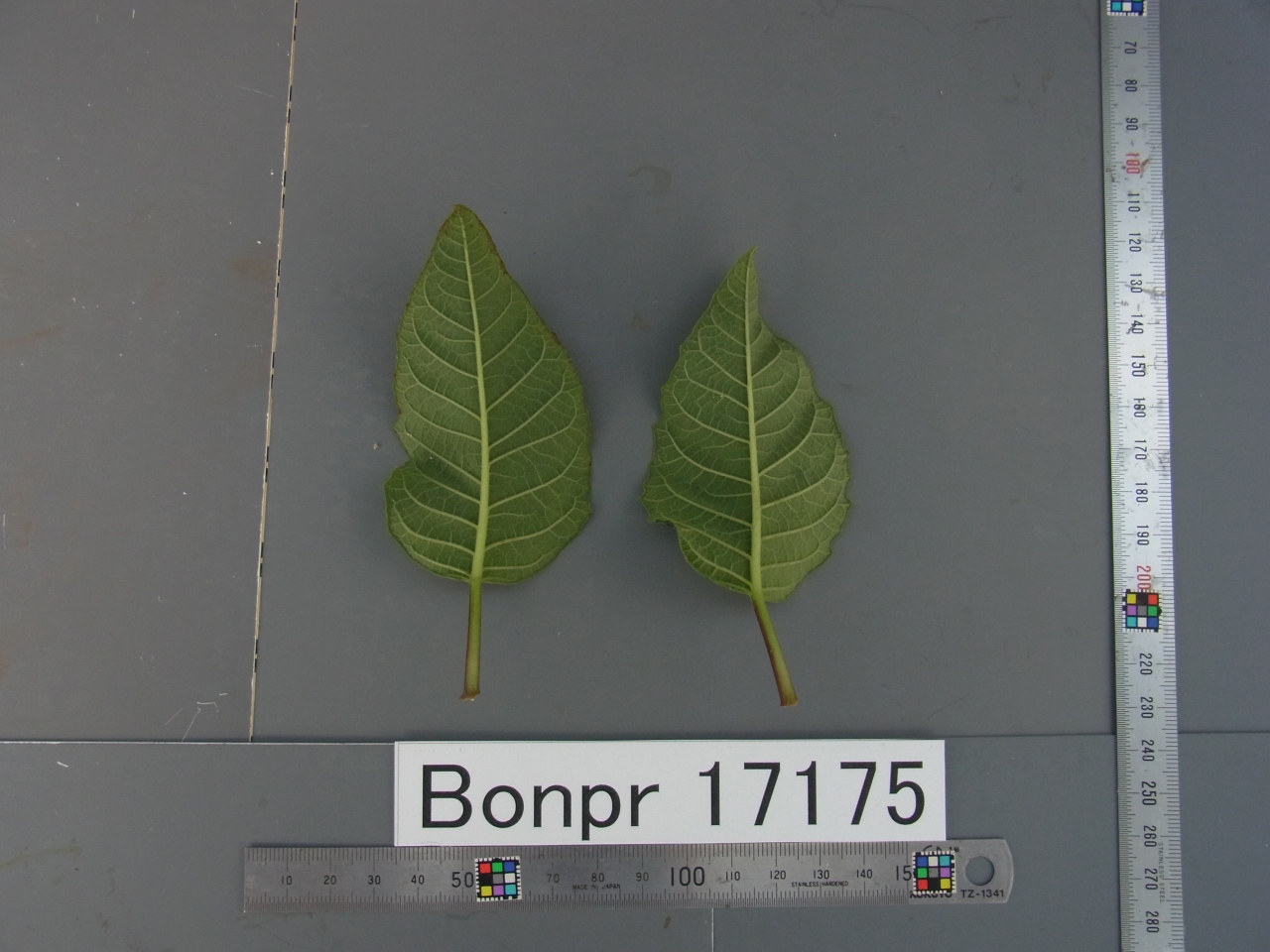 品種登録迅速化総合電子化システム