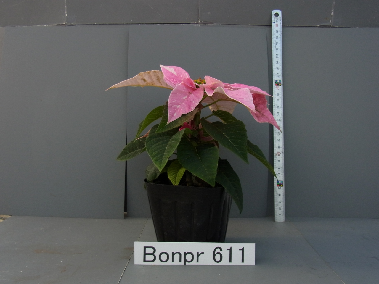 品種登録迅速化総合電子化システム