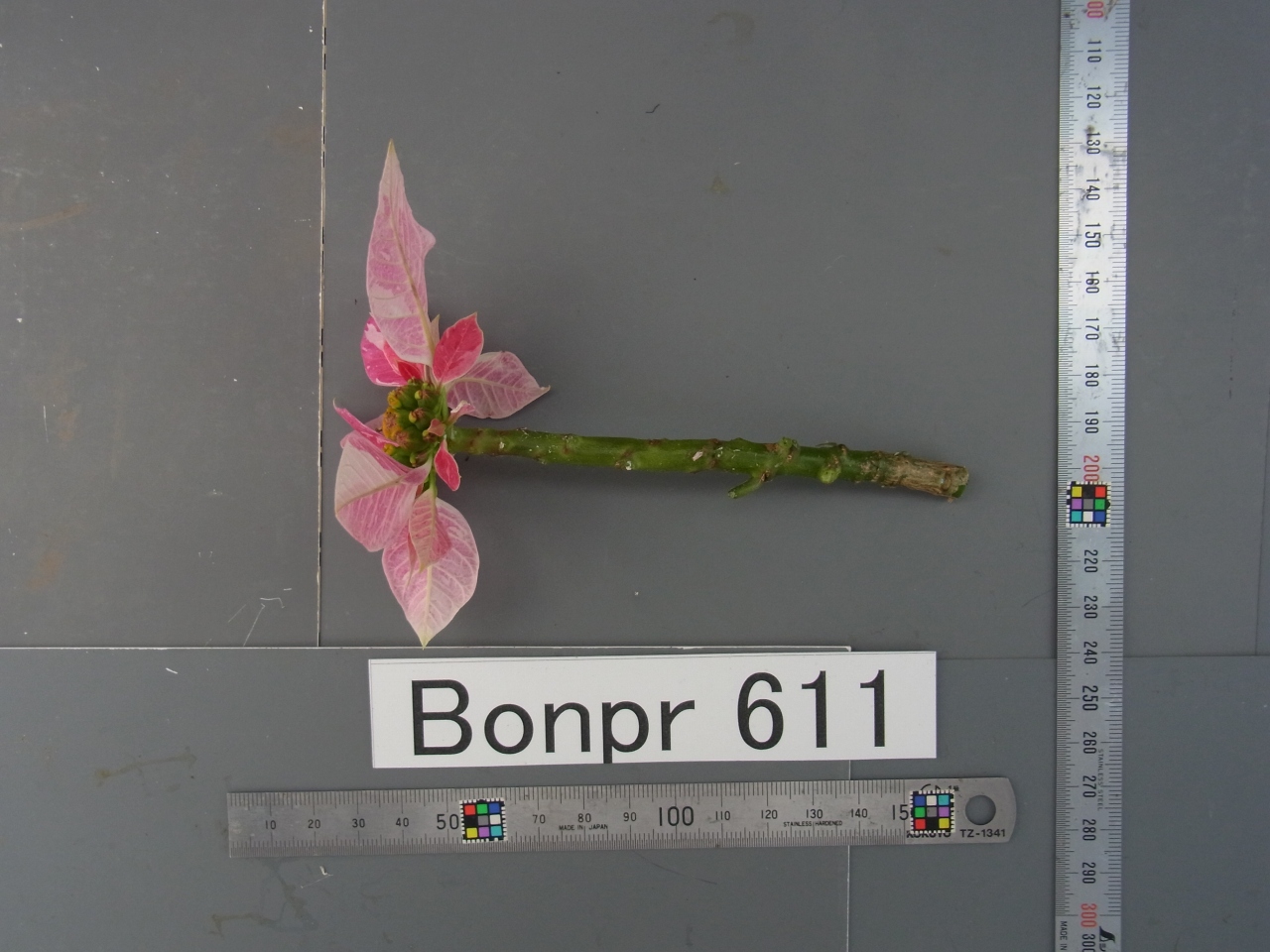 品種登録迅速化総合電子化システム