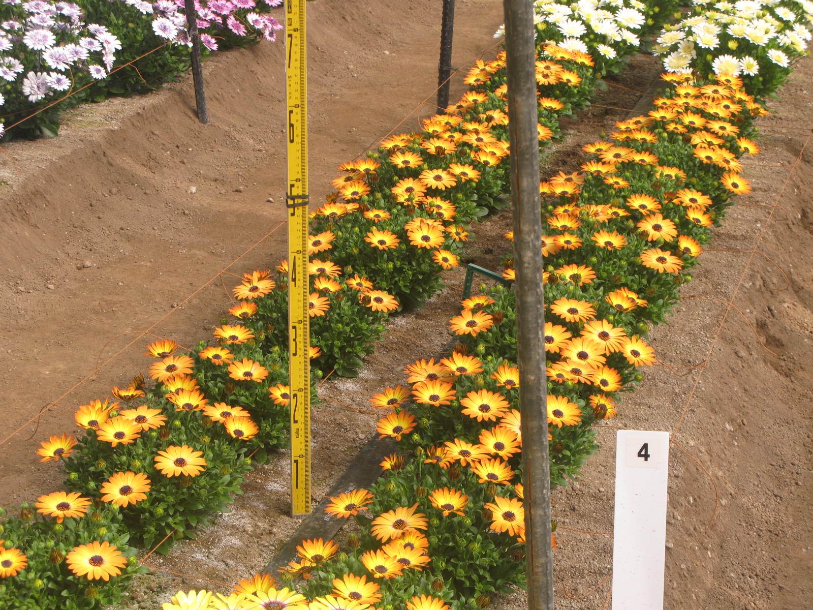 品種登録迅速化総合電子化システム